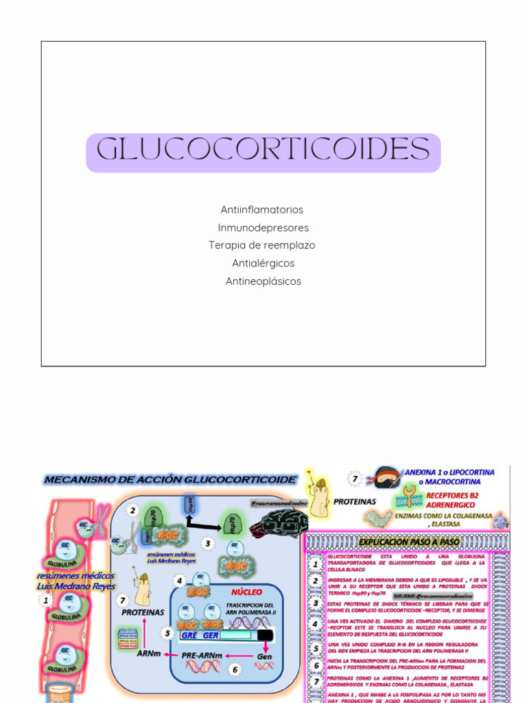 Resumen Glucocorticoides | PDF