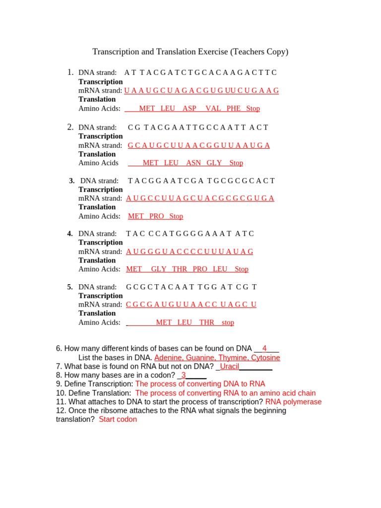Transcription and Translation Exercise | PDF