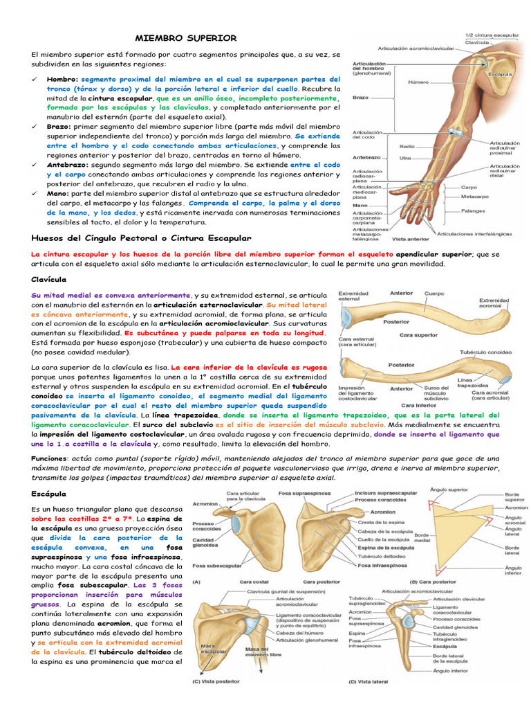 Apunte Miembro Superior | PDF