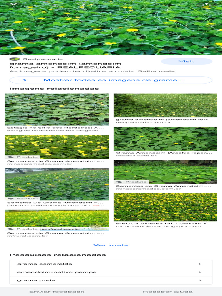 Grama Amendoim Forrageiro - Pesquisa Google | PDF