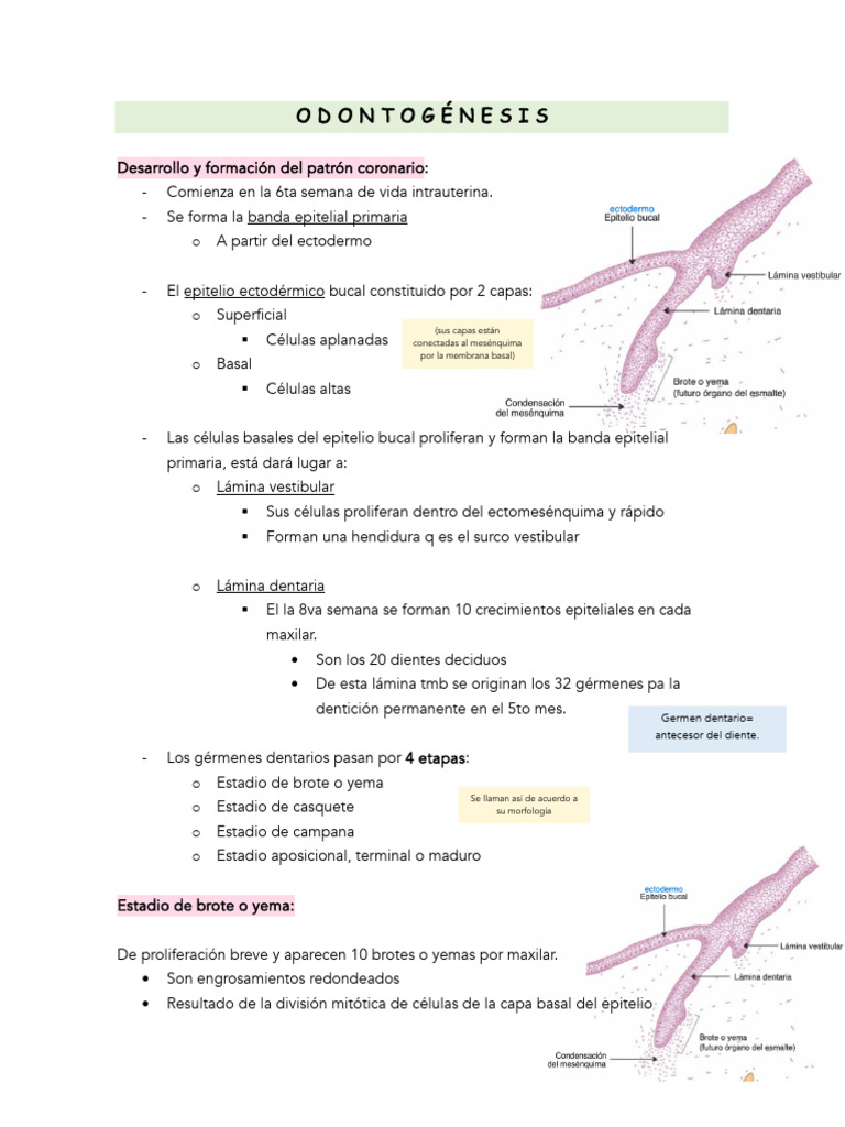 ODONTOGÉNESIS | PDF