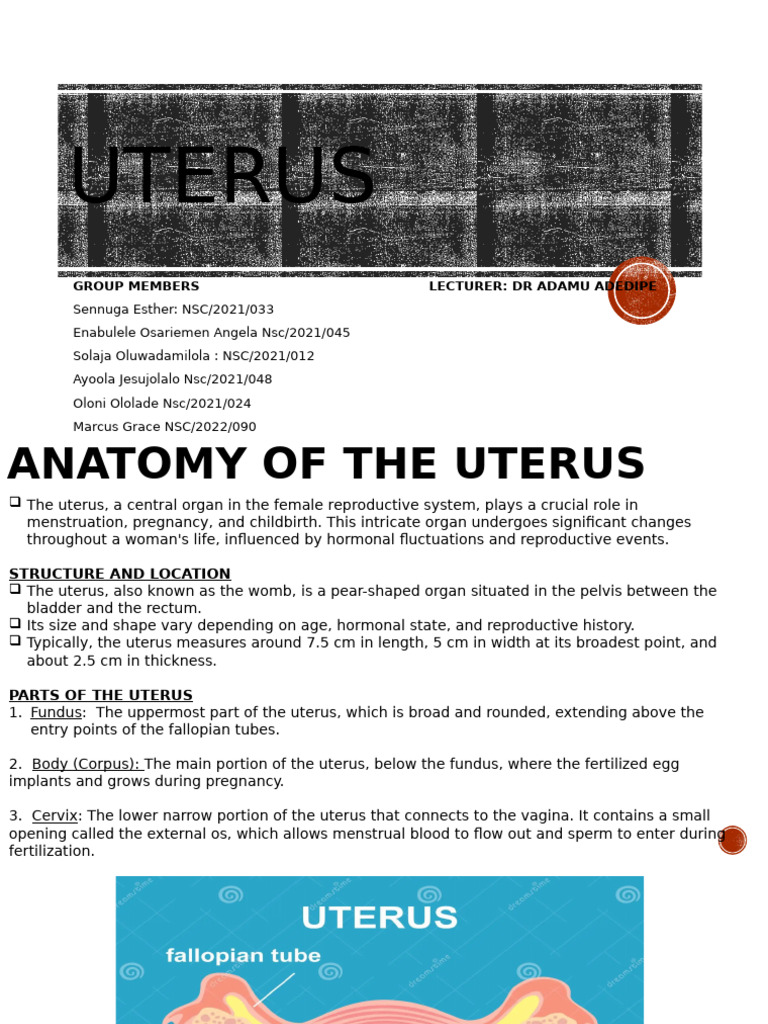 Uterus | PDF