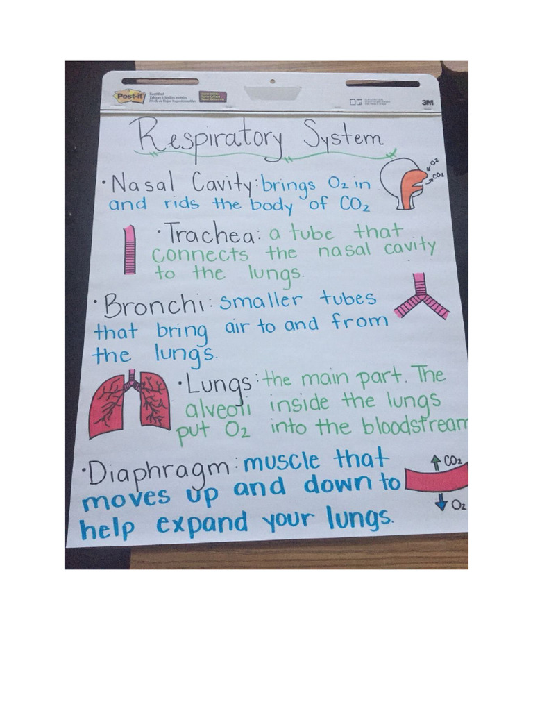 Science Respiratory System Activities | PDF