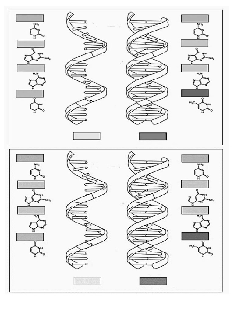 Adn y Arn Imprimir | PDF