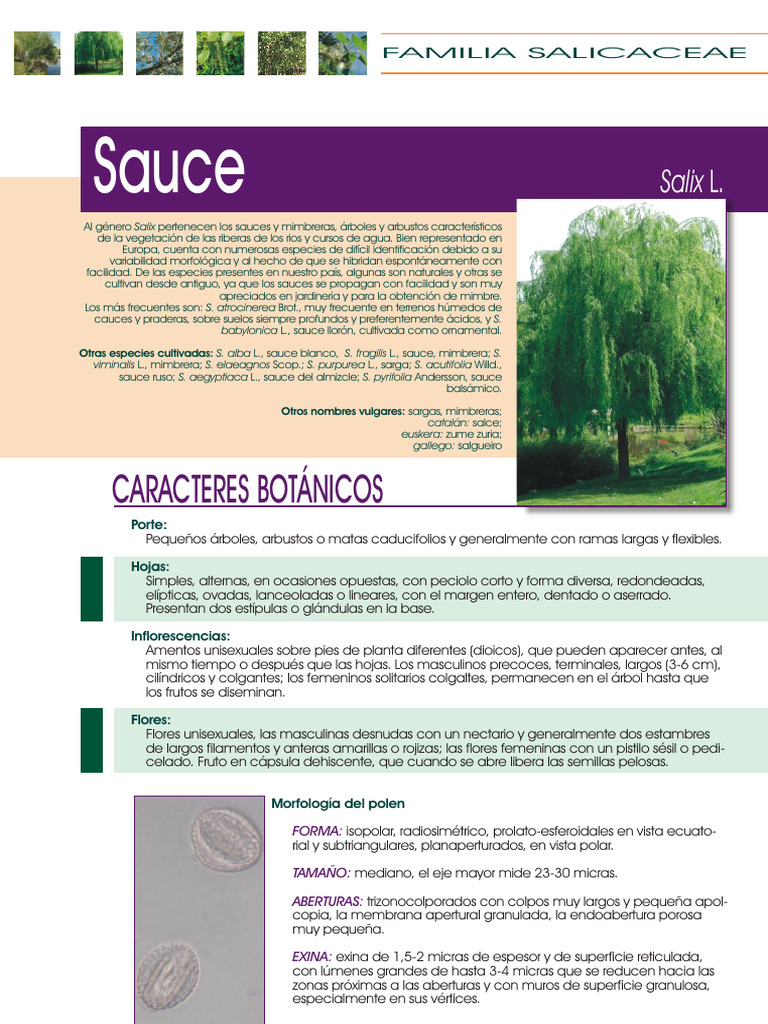 Características y Distribución de Salix | PDF | Sauce | Ramas de la botánica