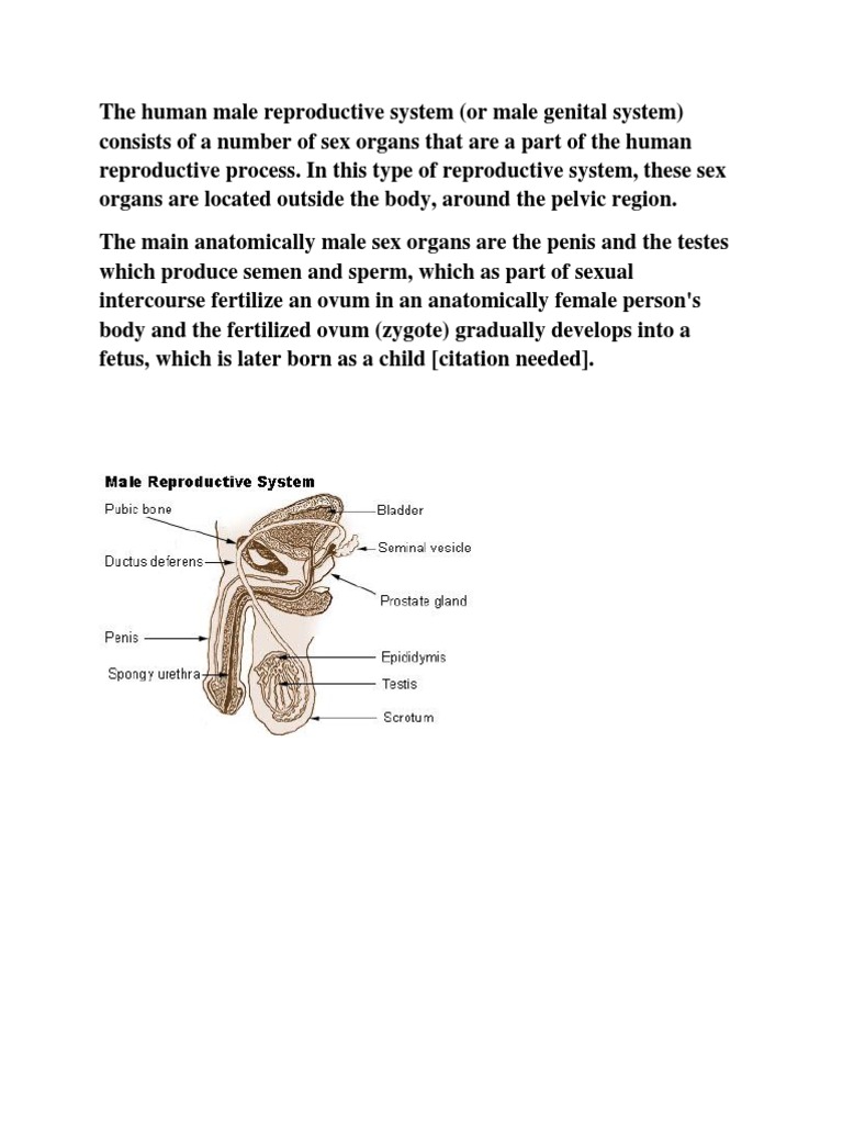 The Human Male Reproductive System | PDF | Reproductive System | Uterus