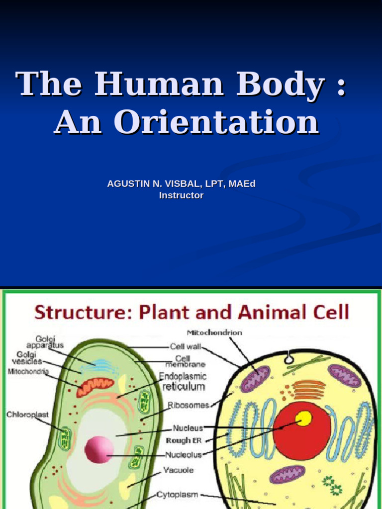 Overview of Human Body Anatomy & Physiology | PDF | Human Body | Self ...
