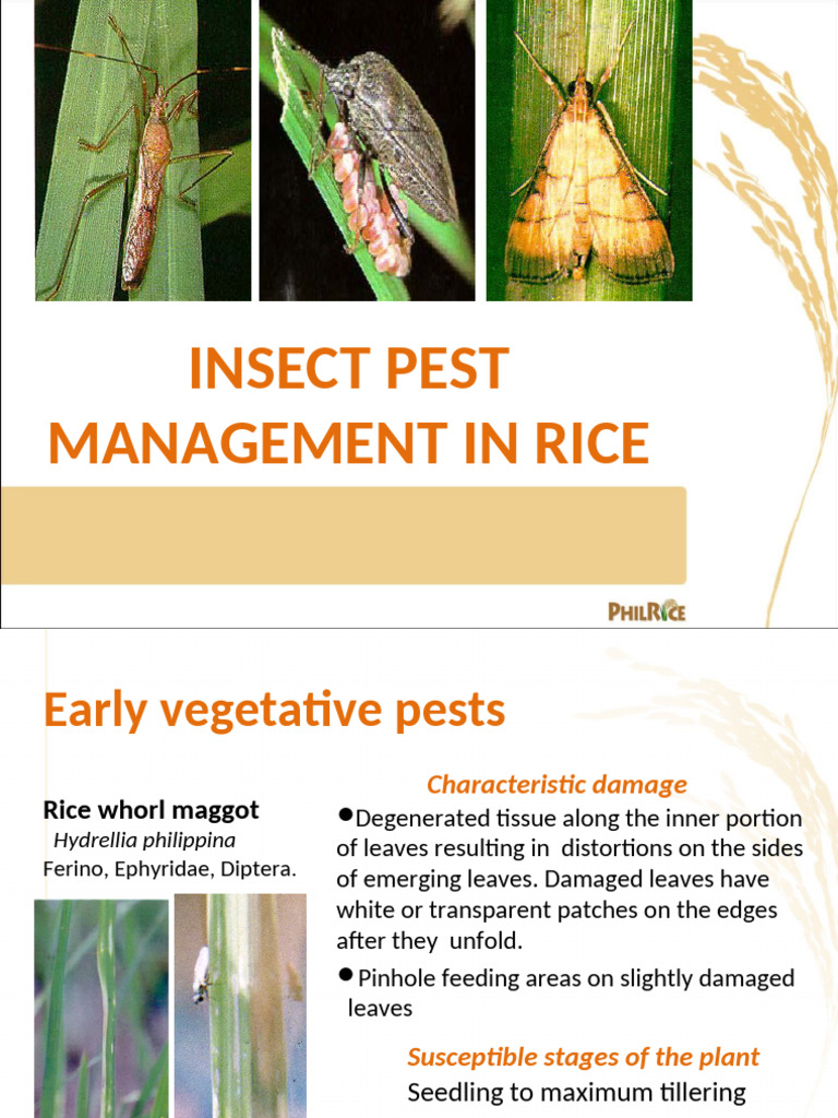3 - Insects and Their Management | PDF | Rice | Science & Mathematics