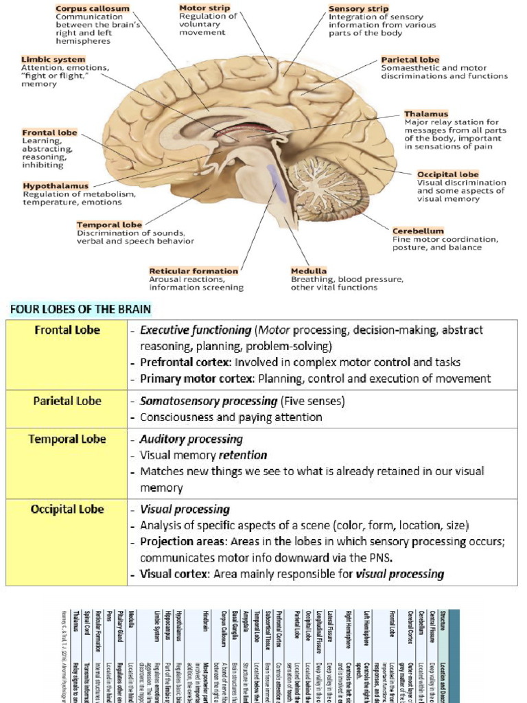 Neuropsychology | PDF