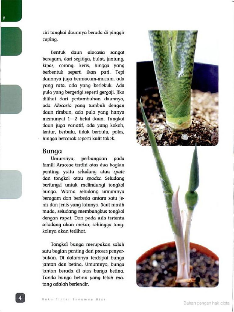 Ensiklopedia Tanaman-Halaman-9 | PDF