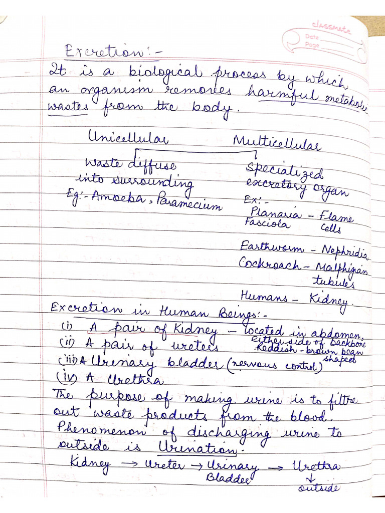 Notes Excretion CL X | PDF