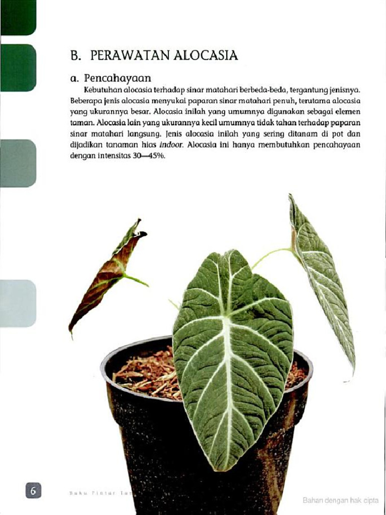 Ensiklopedia Tanaman-Halaman-11 | PDF