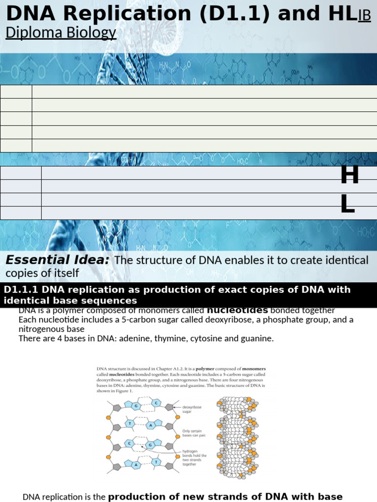 DNA Replication D1.1 and HL | PDF