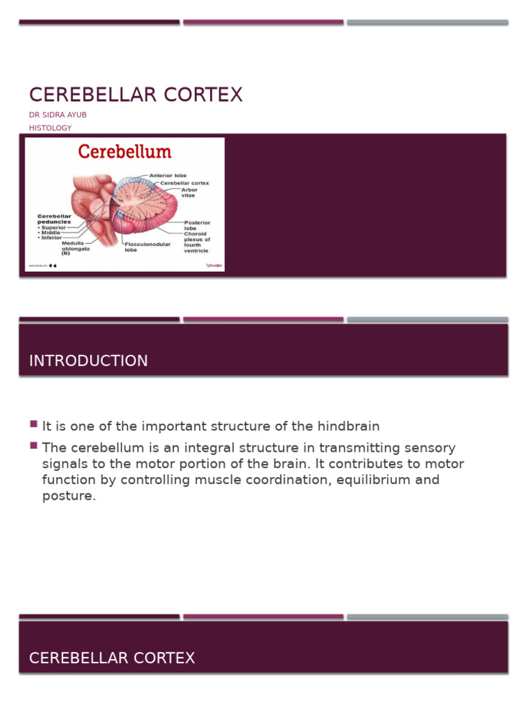 Cerebellar Cortex Histology | PDF | Cerebellum | Science & Mathematics