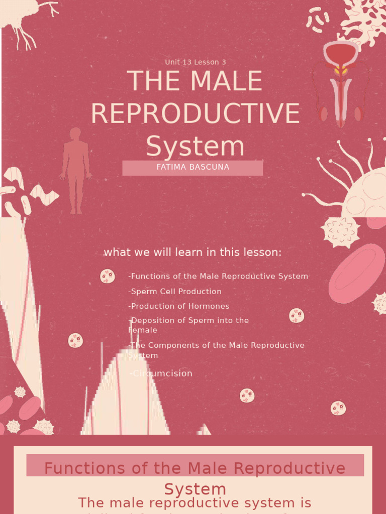 The Male Reproductive System | PDF