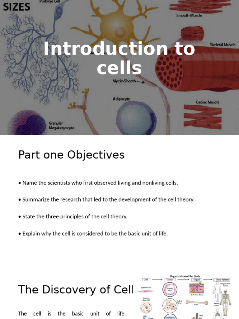 Introduction To Cell | PDF