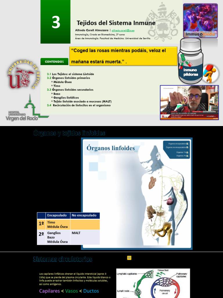 Tejidos Del Sistema Inmunitario. Inmunología | PDF