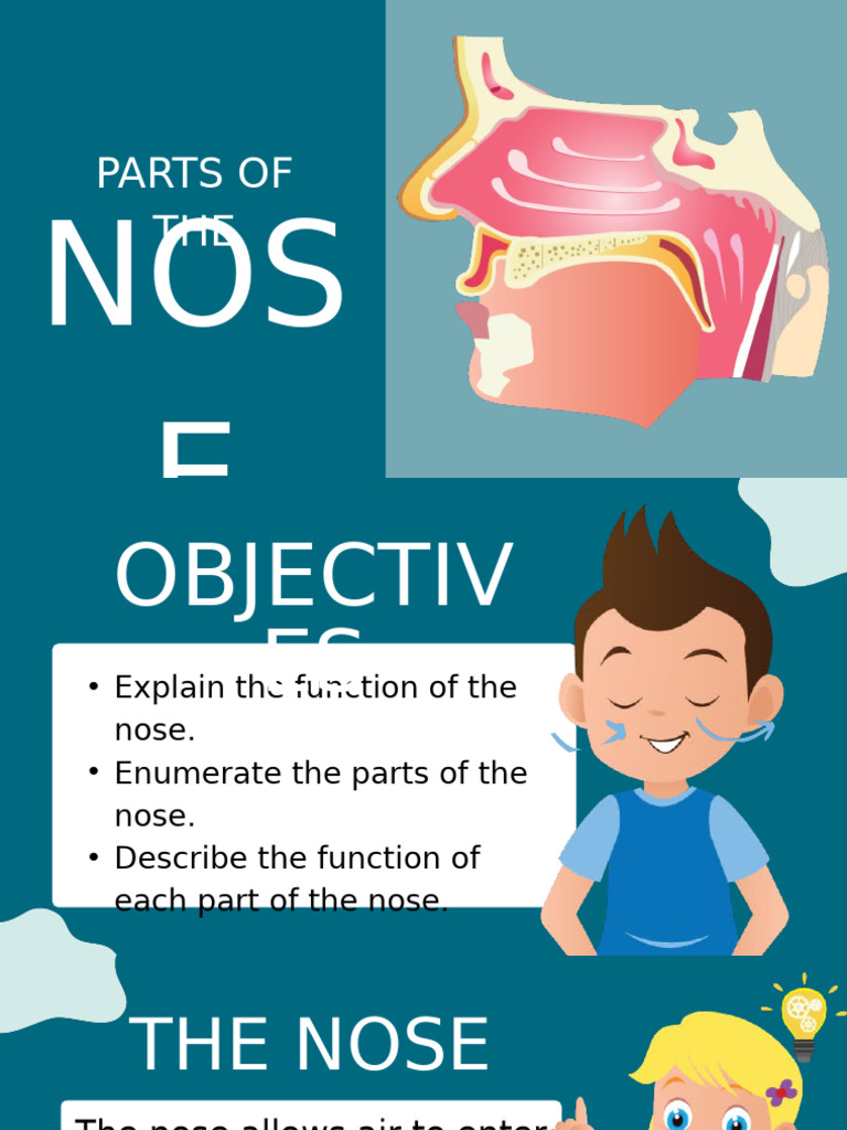 Parts of The Nose | PDF