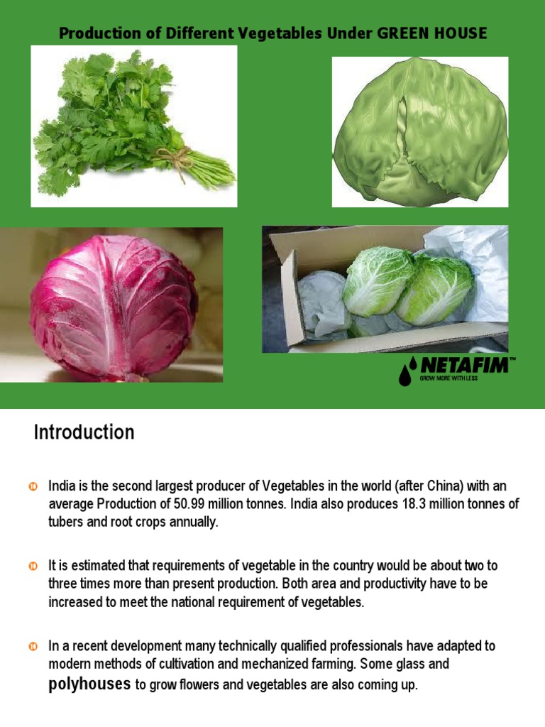 Vegetable Production Model | PDF | Cabbage | Vegetables