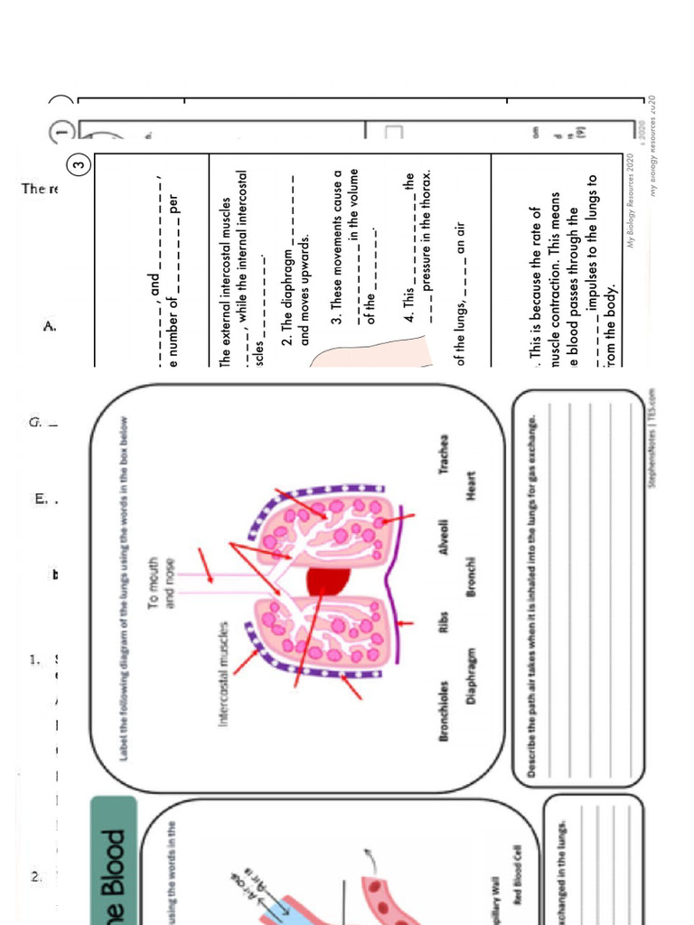 biology worksheet | PDF
