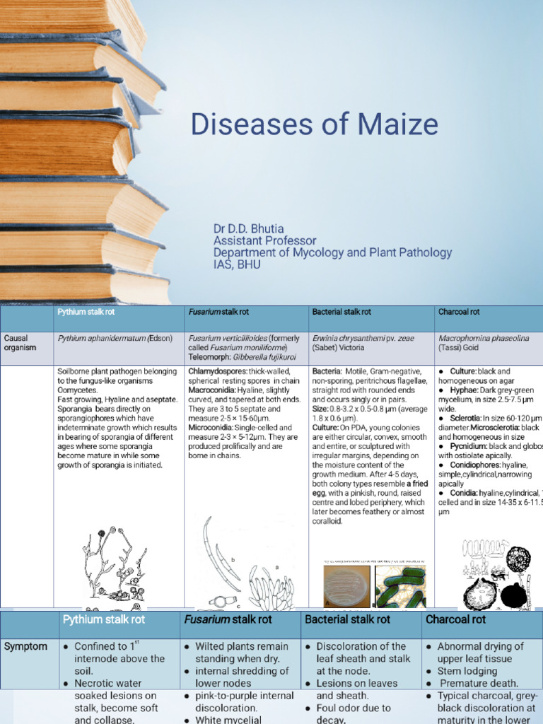 Maize | PDF