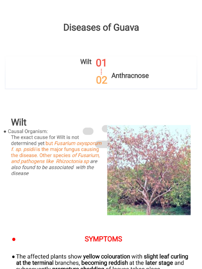 Diseases of Guava | PDF