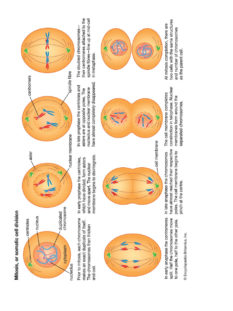 Mitosis | PDF