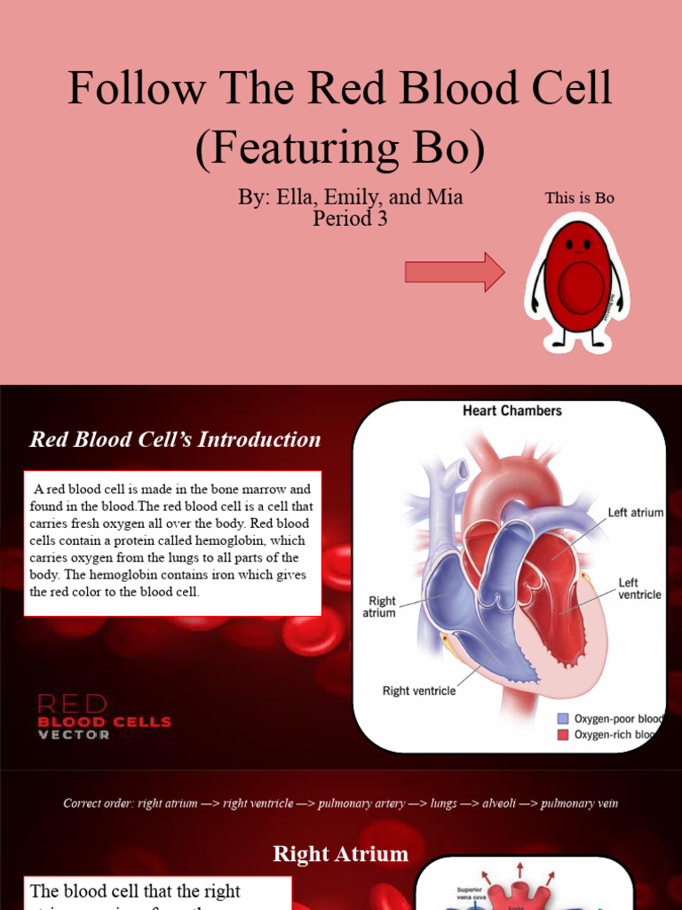 Blood Cell | PDF