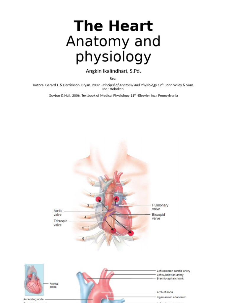 Anatomy of the heart | PDF