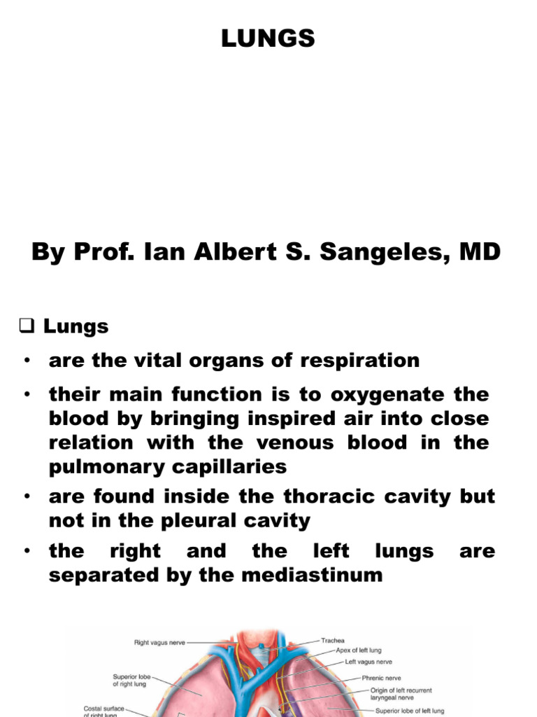 3 Lungs | PDF