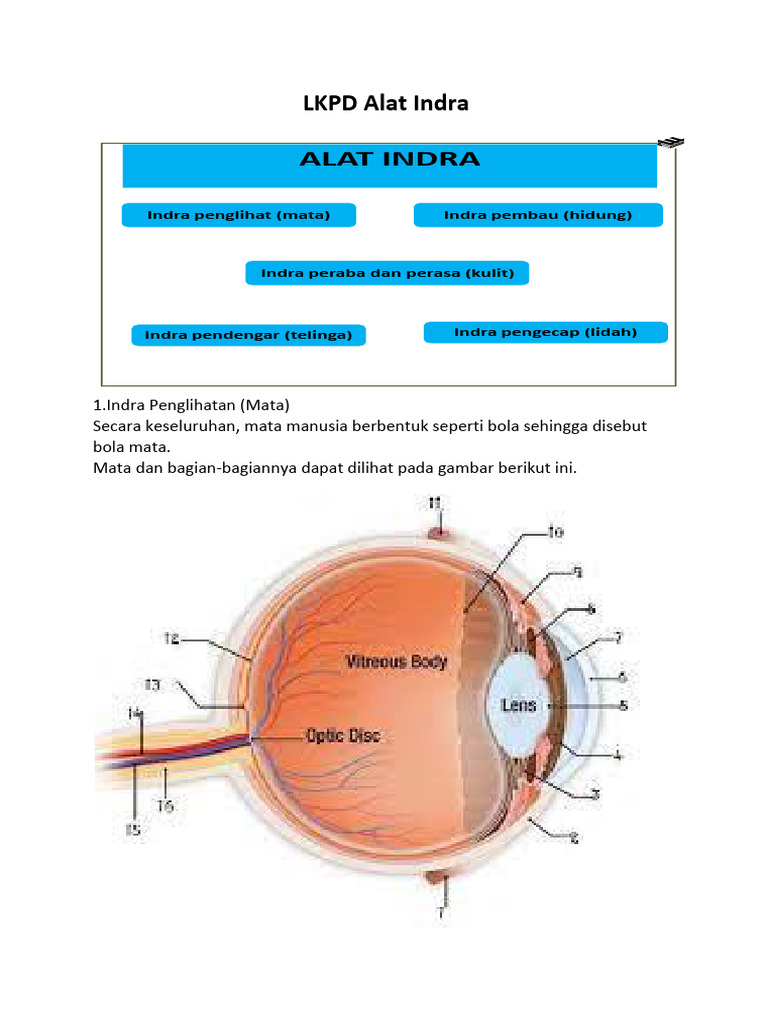 LKPD Alat Indra | PDF
