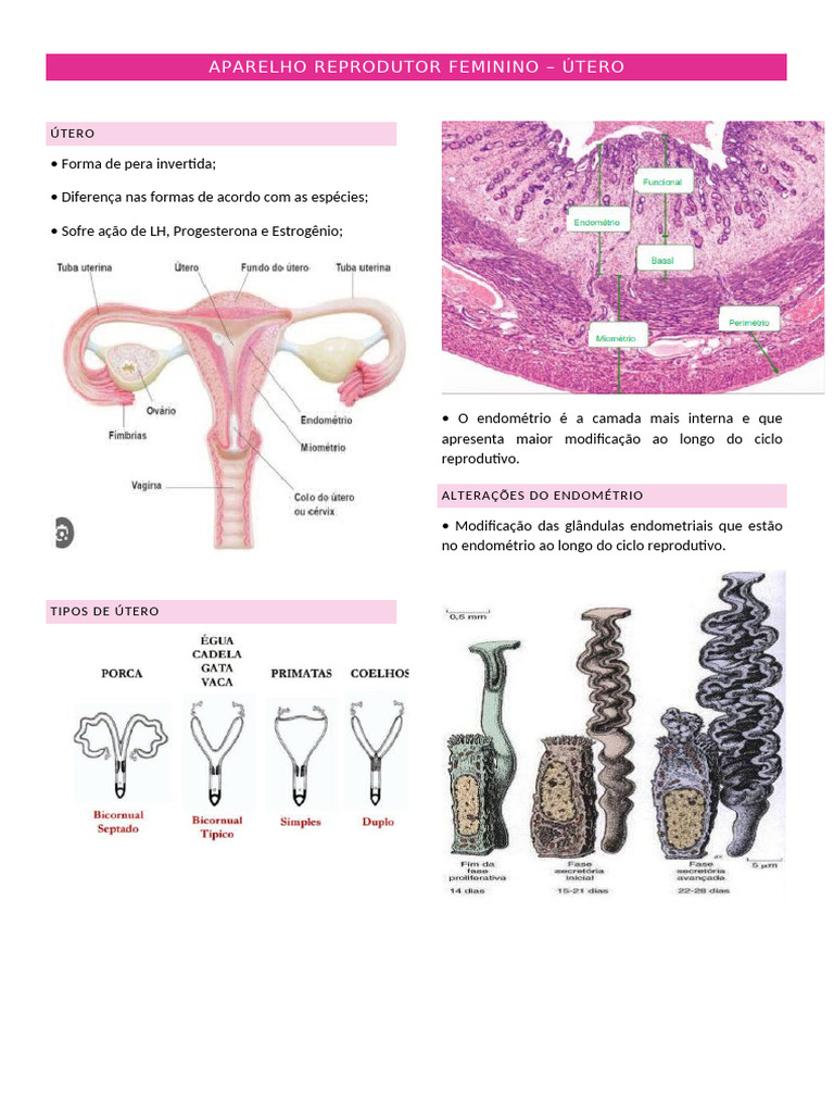 útero Pdf