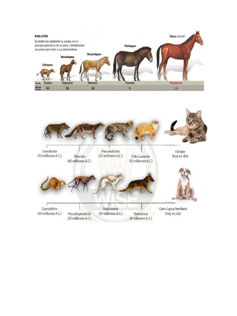 Ciclo Vida Animales | PDF