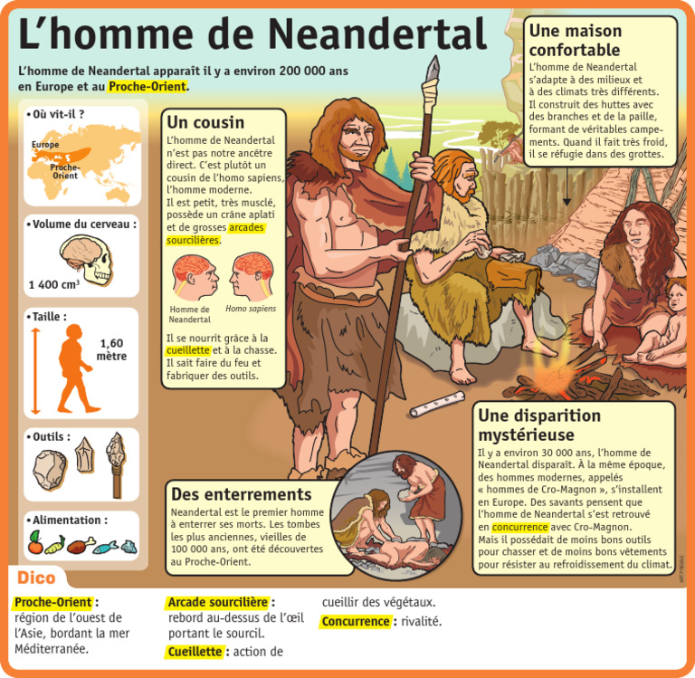 L Homme de Neanderthal | PDF