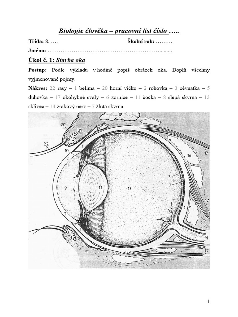 Biologie Cloveka - Prac List - Autor 1 - res.E.Fek | PDF