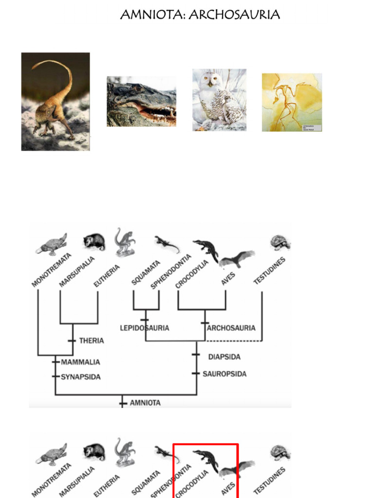 Archosauria 2024 | PDF