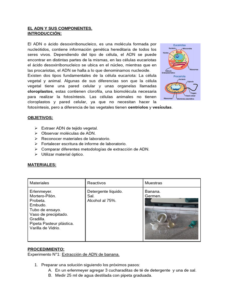 Infrome de Las Ciencias Experimentales | PDF