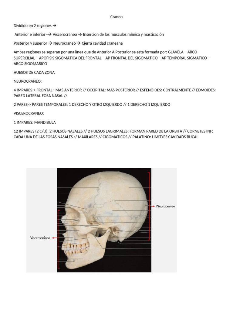 Craneo Pdf