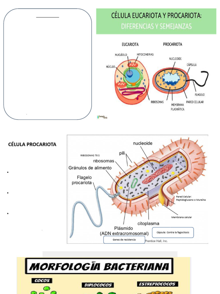 Célula Procariota | PDF