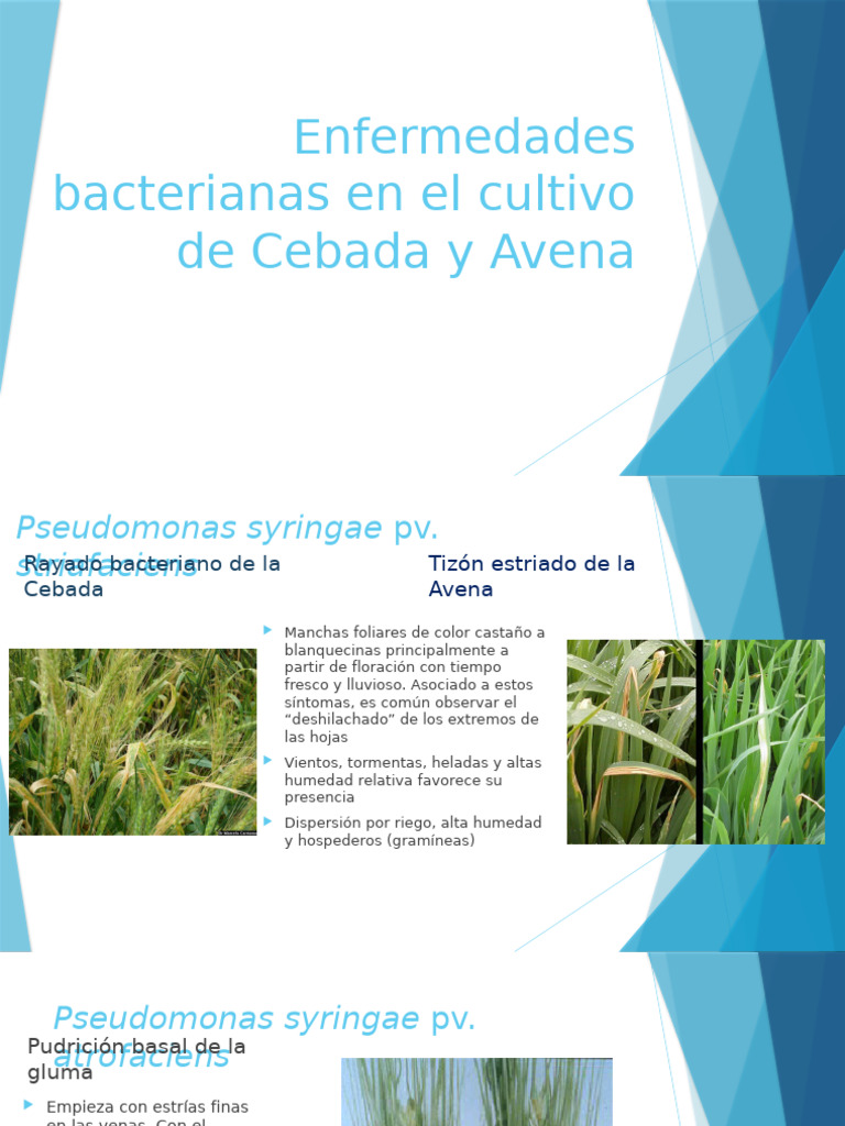 Enfermedades Bacterianas de La Cebada | PDF
