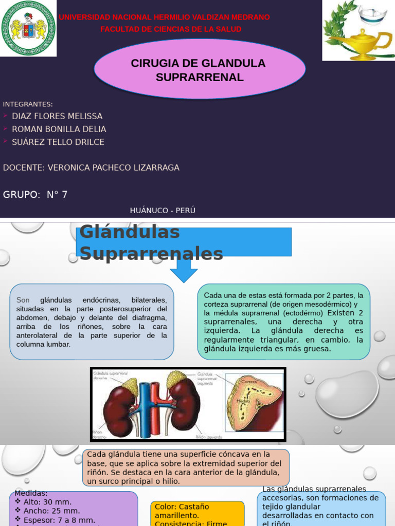 Glandula Suprarrenal 2 | PDF