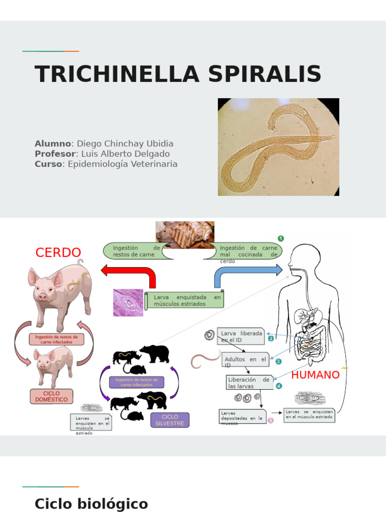 Trichinella Spiralis | PDF