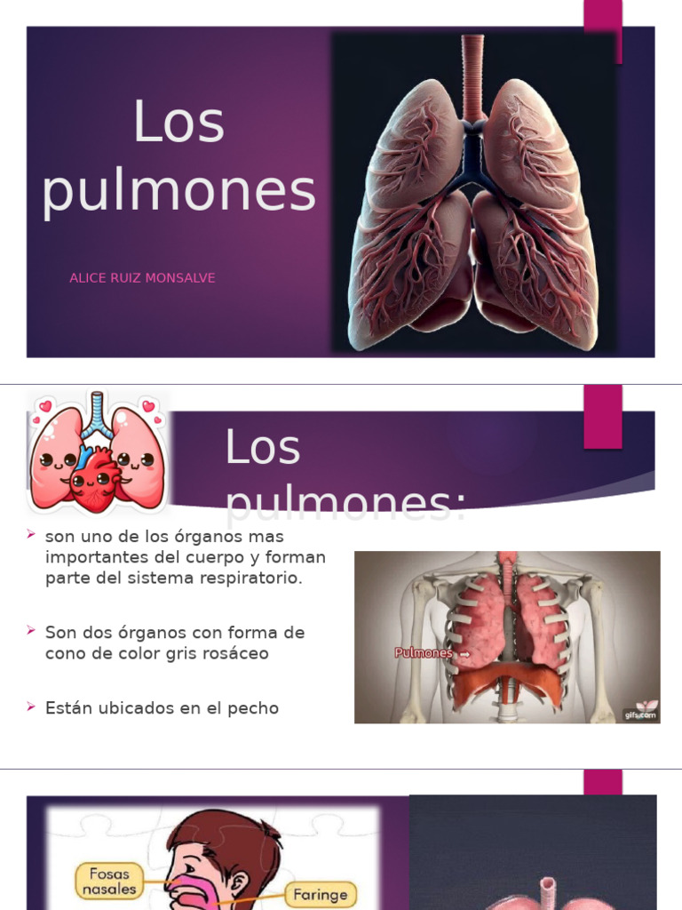 Los Pulmones | PDF