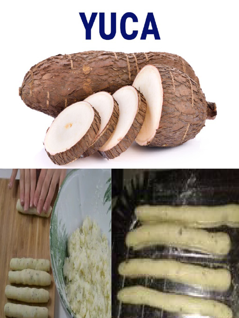 Palo de Yuca 2024 Isa | PDF