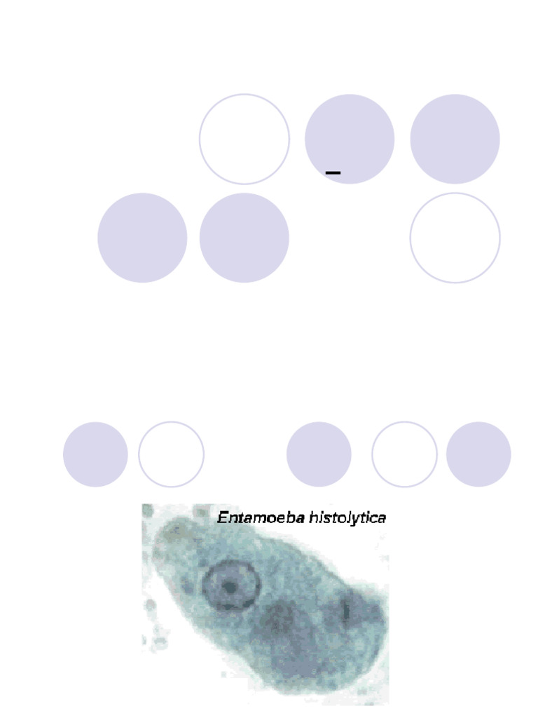 Amebas Pdf