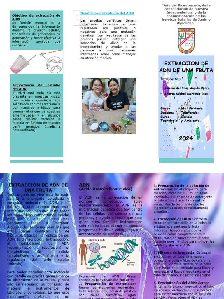 Triptico Extraccion ADN | PDF