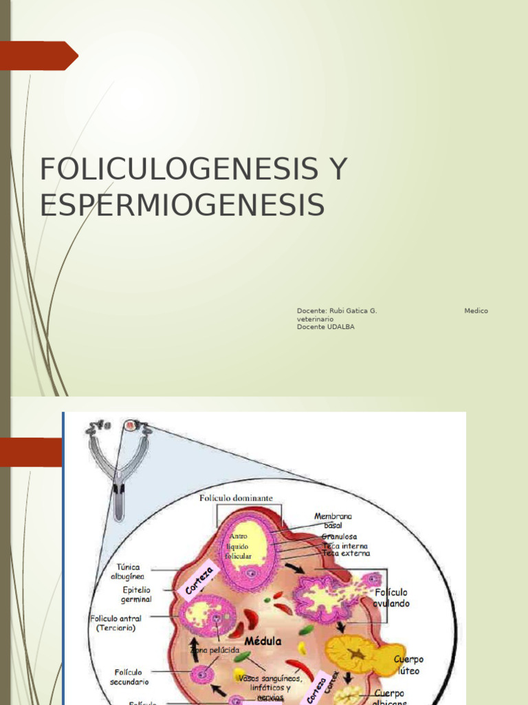 Clase 3 Foliculogenesis y Espermiogenesis | PDF