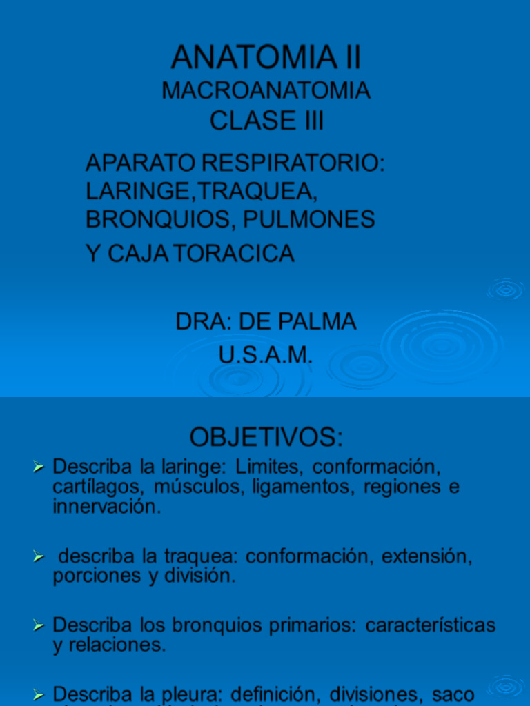 Macro Lab 1 y 2 Aparato Respiratorio - Laringe, Traquea, Bronquios, Pulmones y Caja Toracica | PDF