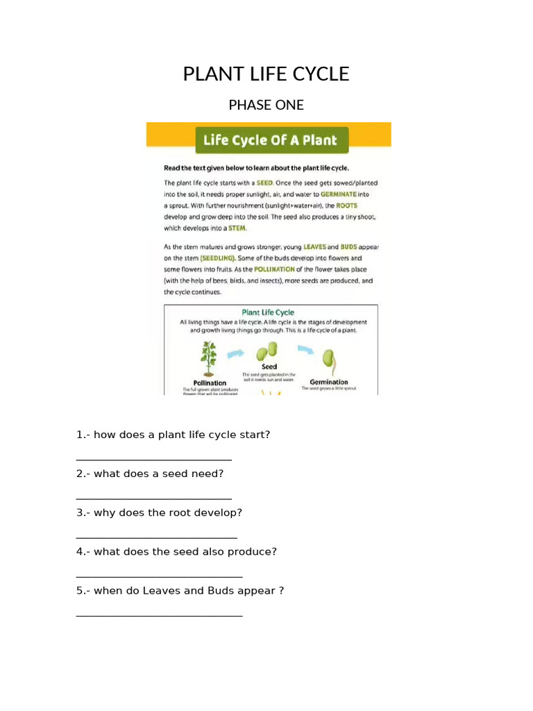 Plant Life Cycle Project | PDF