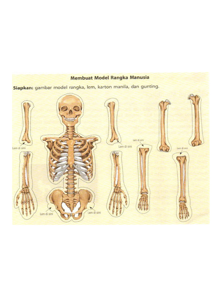 Membuat Model Rangka Manusia | PDF